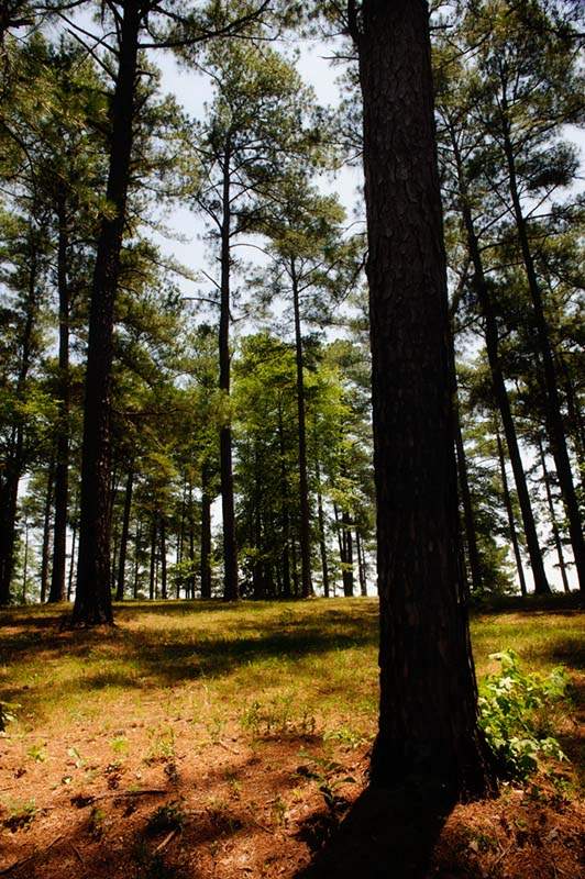 Piedmont Plateau Archives - Alabama Birding Trails