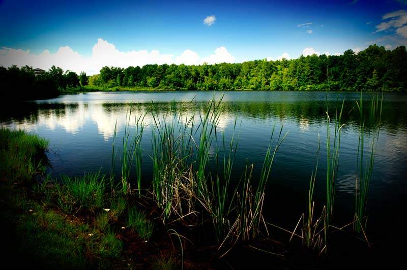 Southern Union Community College - Alabama Birding Trails