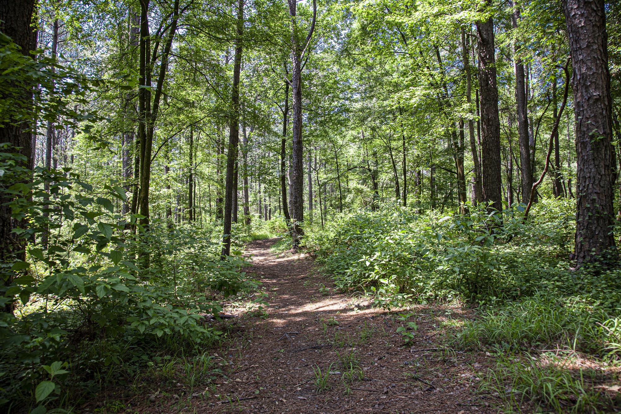 Alligator Creek Nature Trail - Alabama Birding Trails