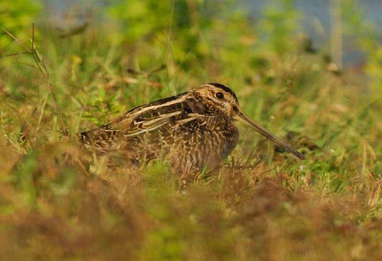 North Alabama Archives - Alabama Birding Trails
