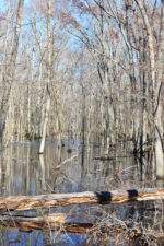 North Alabama Archives - Alabama Birding Trails