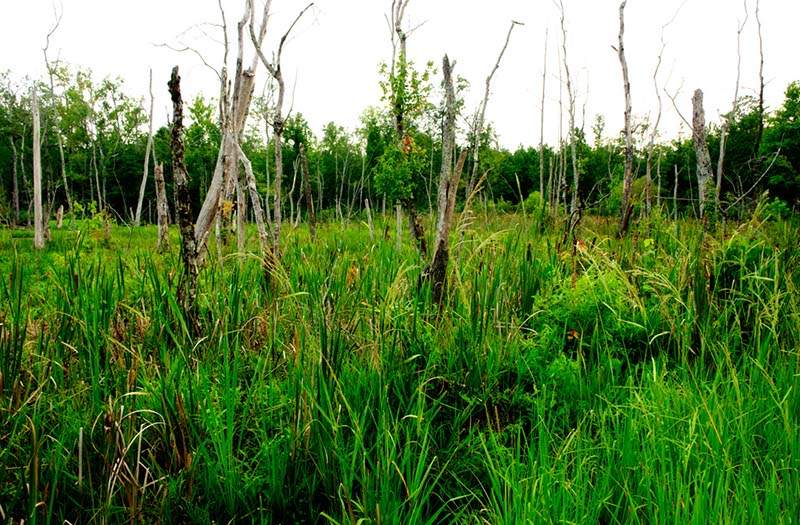 Ebenezer Swamp - Alabama Birding Trails