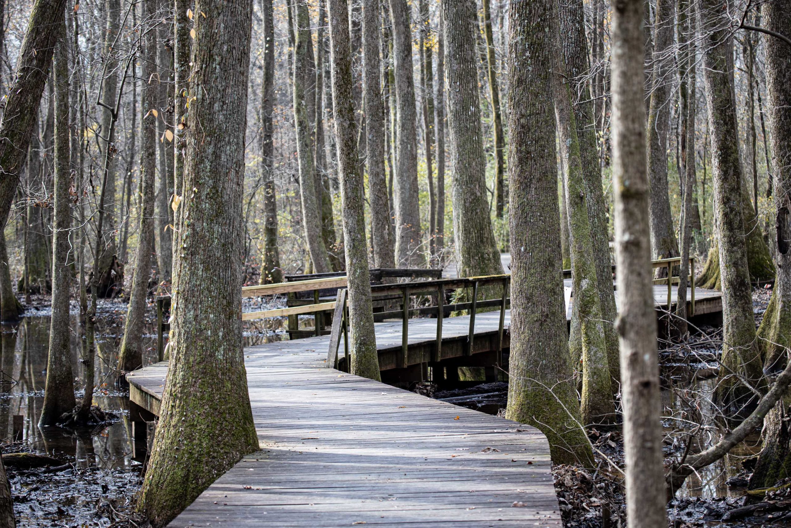 Wheeler NWR - Beaverdam Swamp Boardwalk - Alabama Birding Trails
