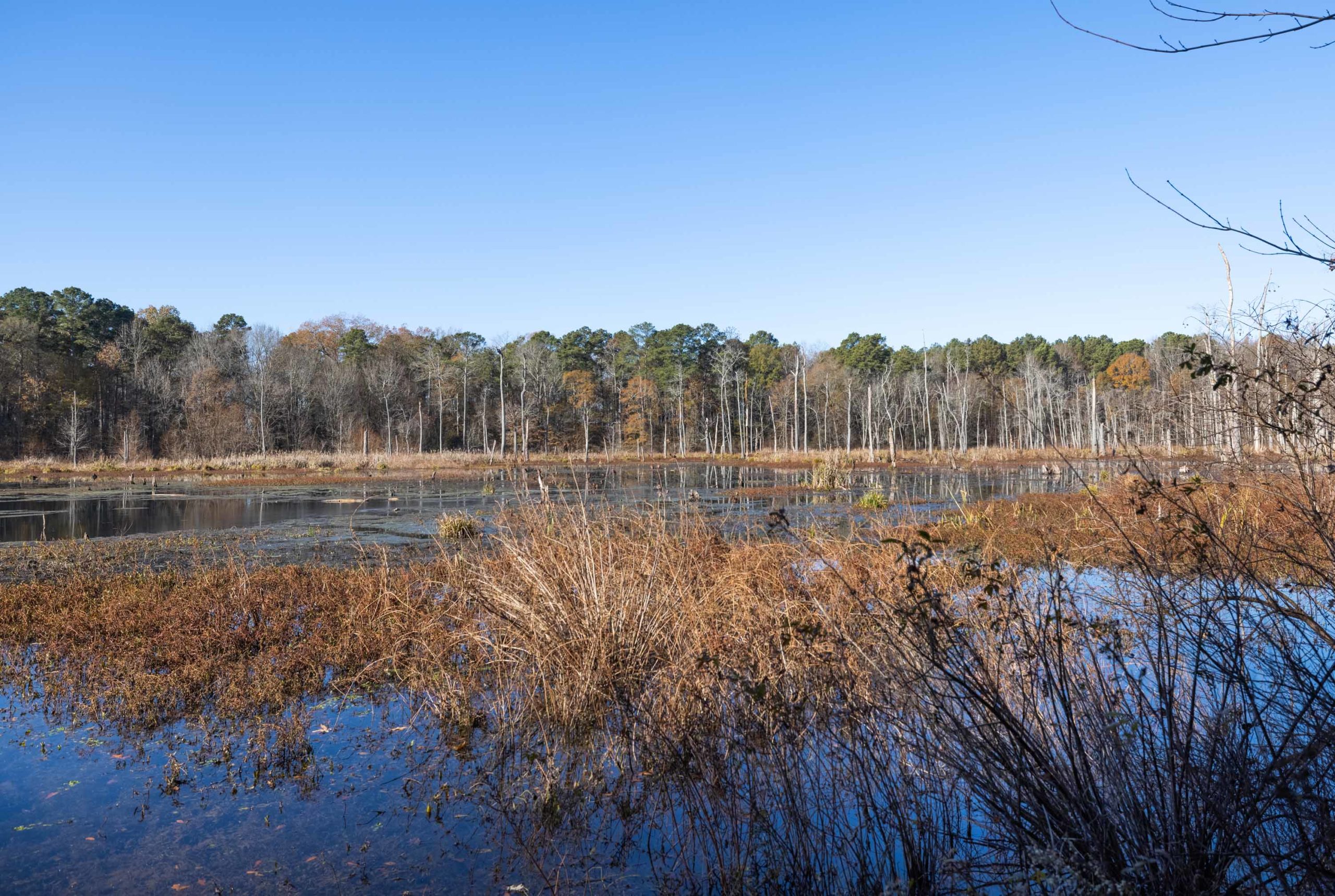 Wheeler NWR - Blackwell Swamp - Alabama Birding Trails