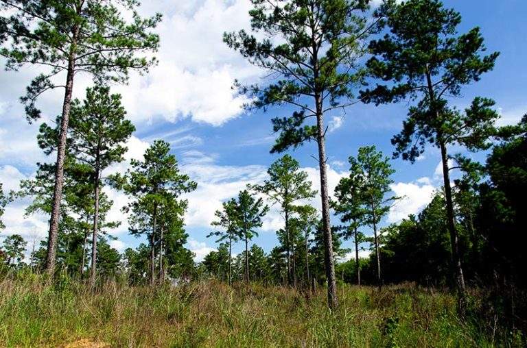 Wiregrass Archives - Alabama Birding Trails