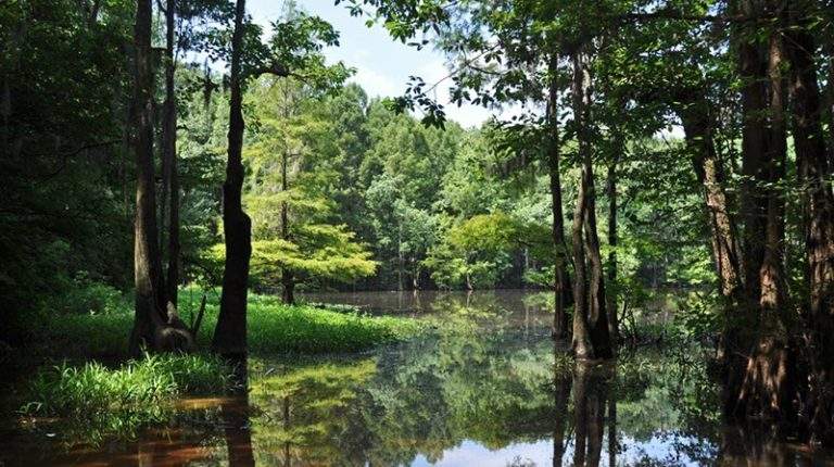 Piney Woods Archives - Alabama Birding Trails