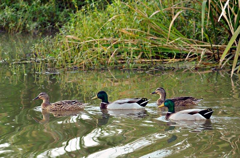 Demopolis River Walk - Alabama Birding Trails