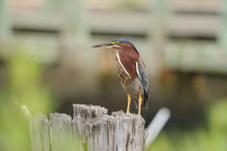 Green Heron - Alabama Birding Trails