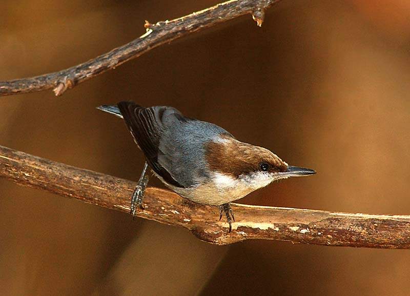 Brown-headed Nuthatch - Alabama Birding Trails
