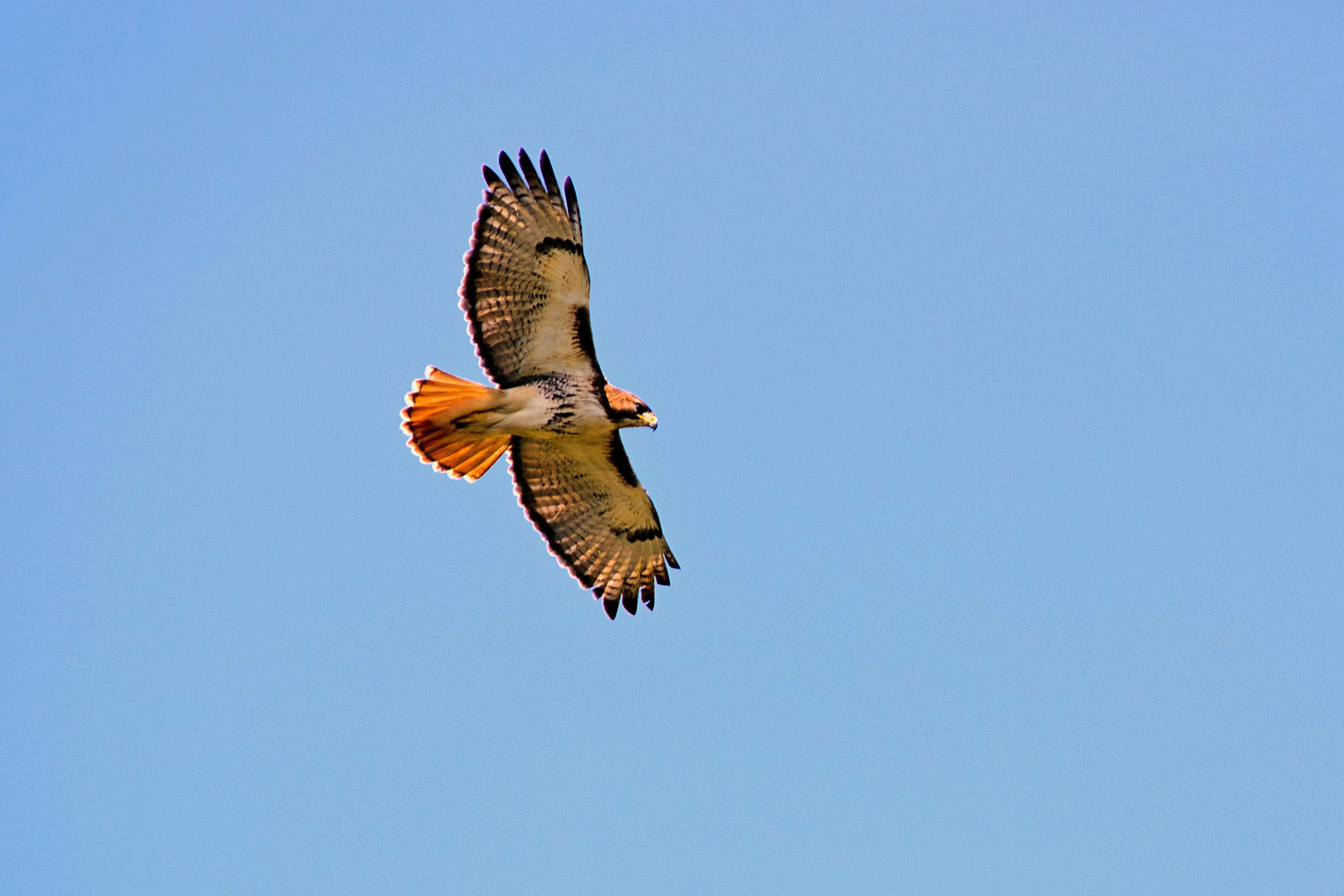 Red Tailed Hawk Wingspan