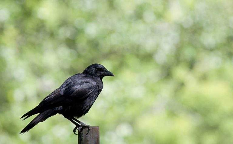 American Crow - Alabama Birding Trails