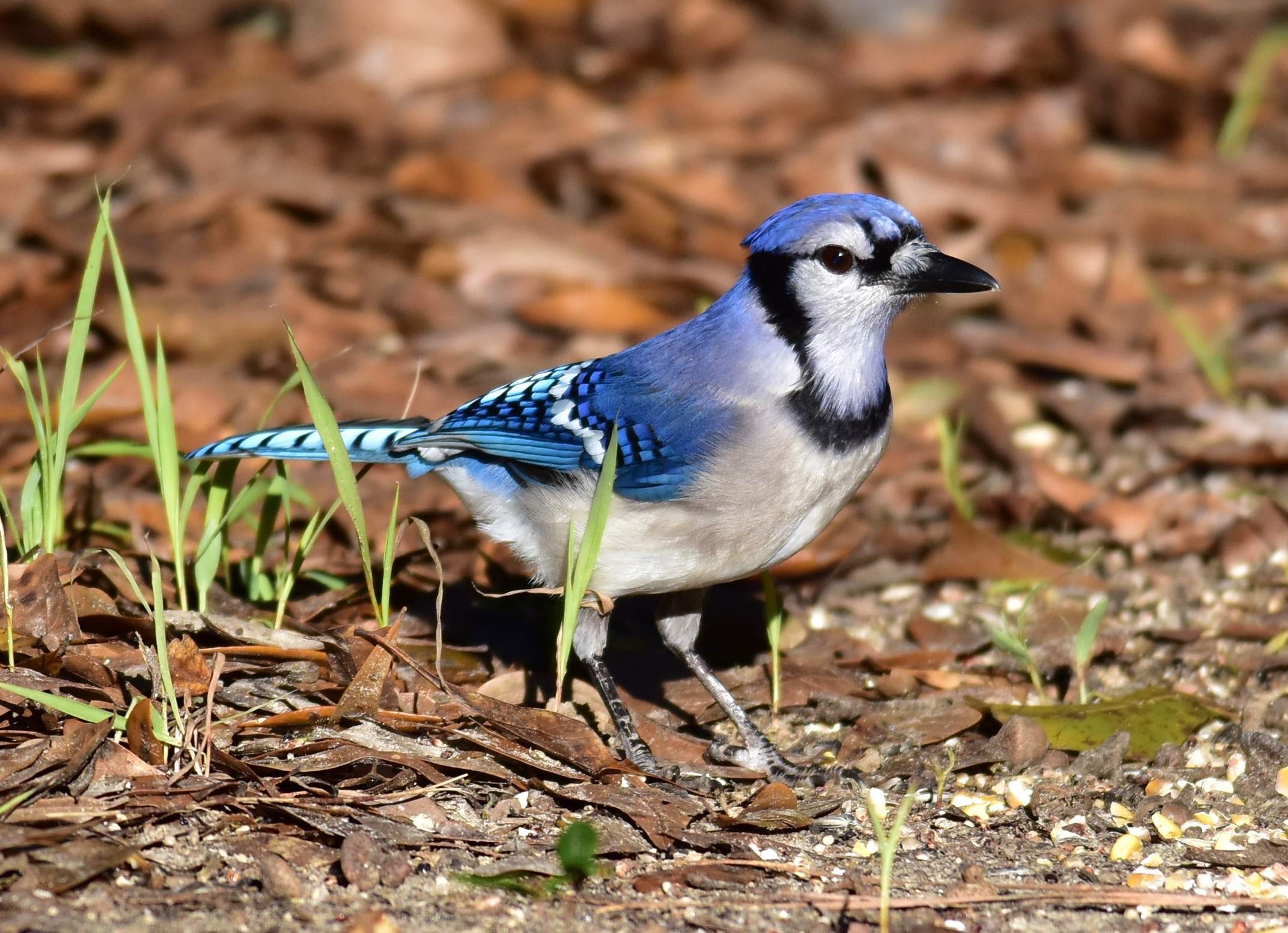 Blue Jay - Alabama Birding Trails