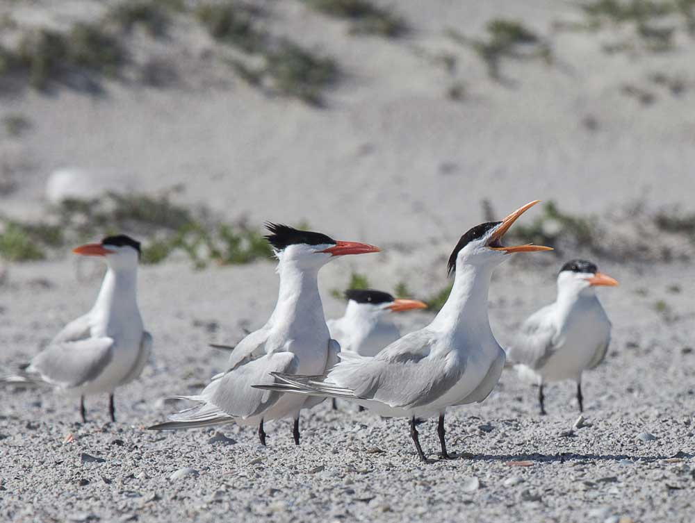 Royal Tern - Alabama Birding Trails