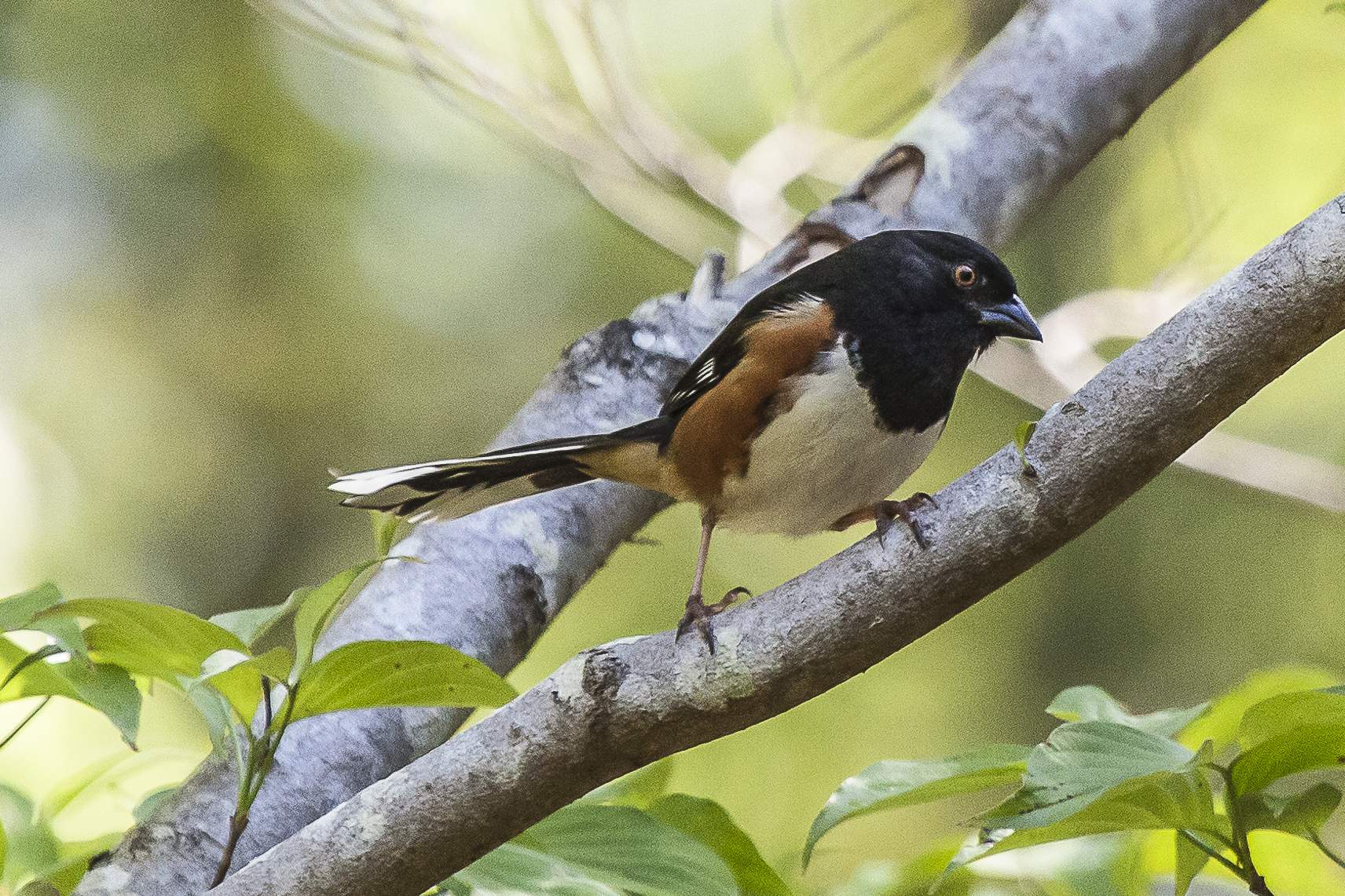 Eastern Towhee - Alabama Birding Trails