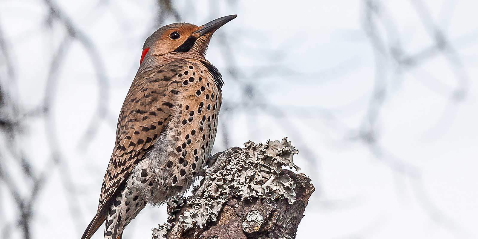 Alabama's Birding Trails - Alabama Birding Trails