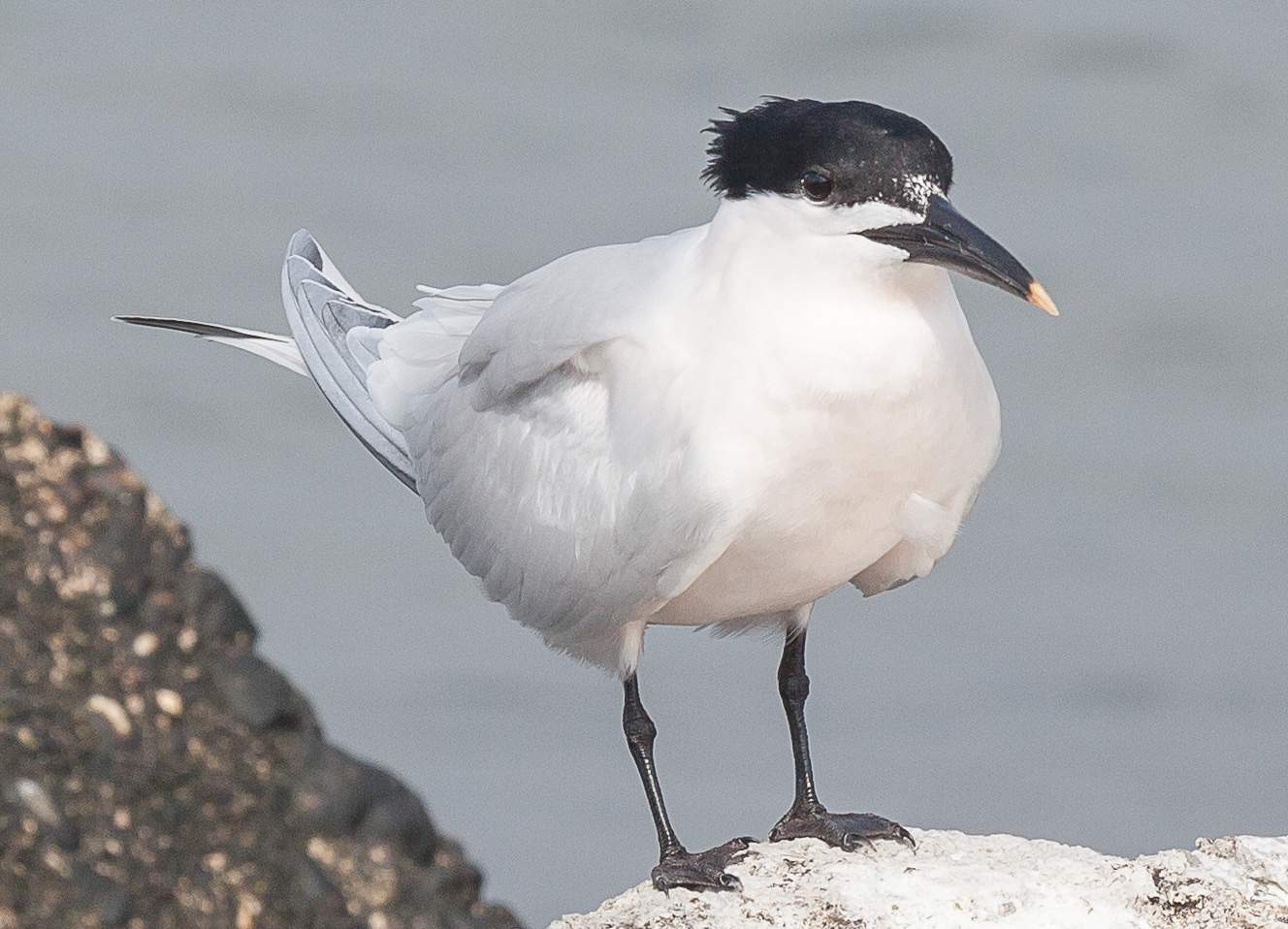 Sandwich Tern - Alabama Birding Trails