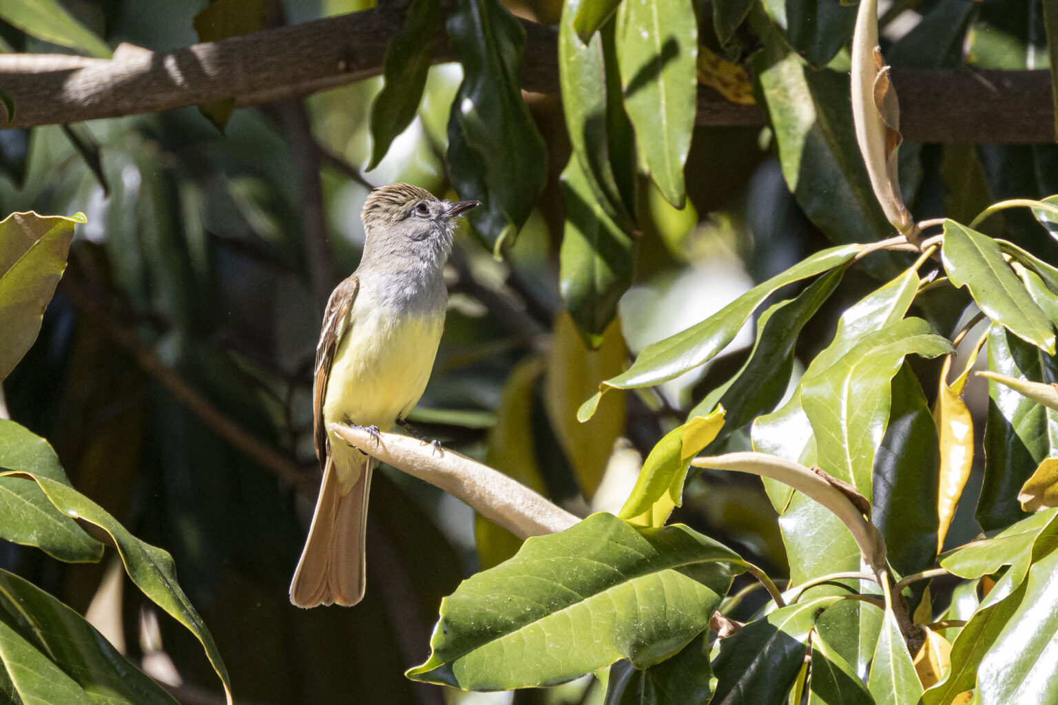 Birding North Alabama: The Top Spots and Surprises - Alabama Birding Trails