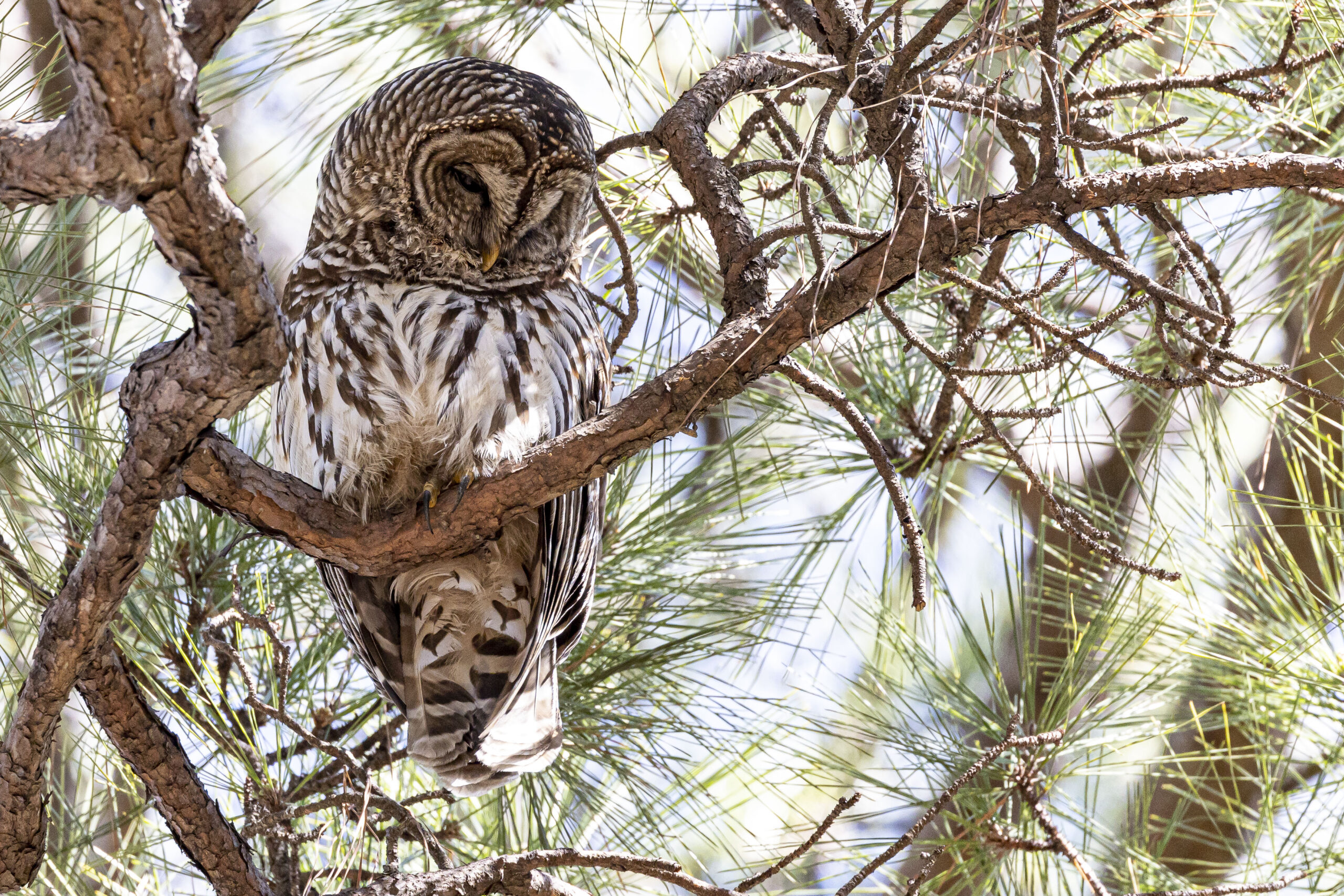 Travel South - Alabama Birding Trails